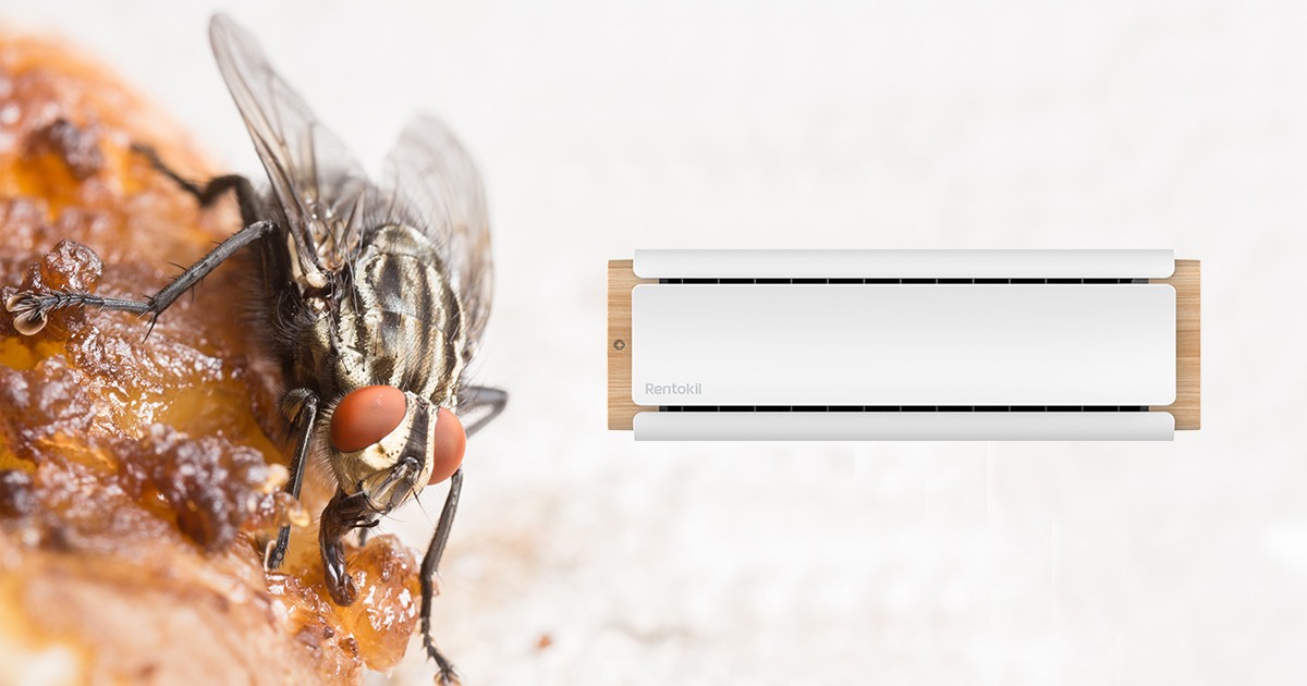 Hocheffektiver Fluginsektenschutz in elegantem Design | HOGAPAGE ...