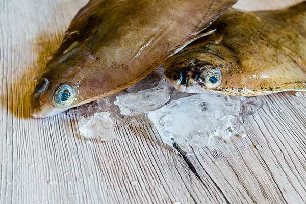 Wissenswertes über die Scholle | HOGAPAGE Nachrichten