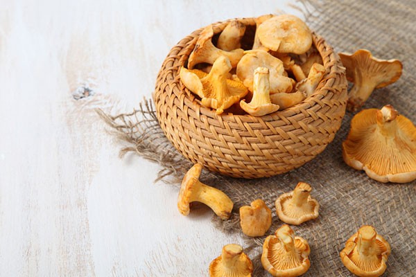 Pfifferlinge – Die ersten Wildpilze der Saison | HOGAPAGE Nachrichten